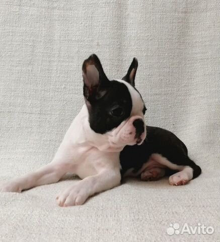 Мальчик бостон терьер