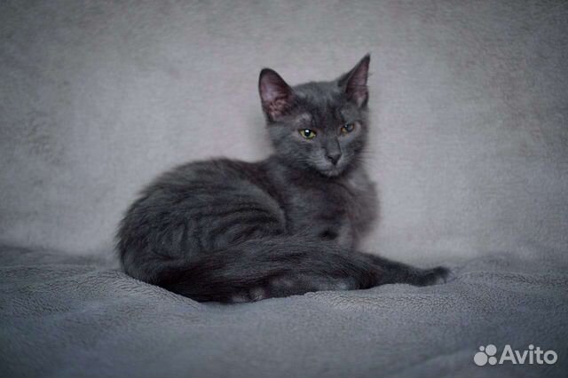 Котенок Сильвер