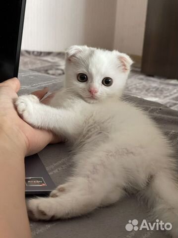 Шотланский вислоухий котенок