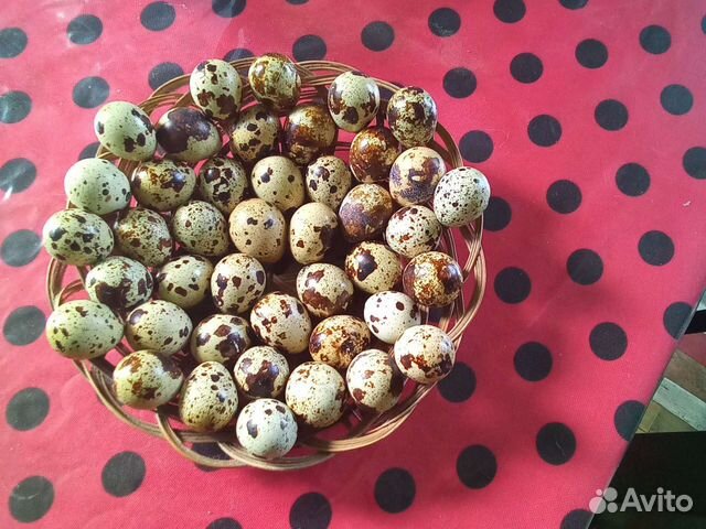 Инкубационное яйцо перепелов феникс золотистый
