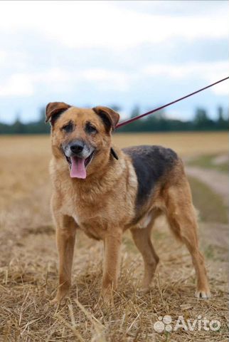 Отличный пёс