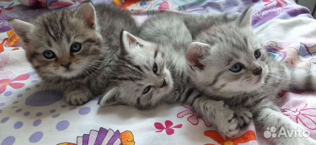 Шотландские котята