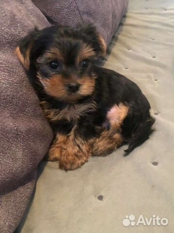 Йоркширский терьер