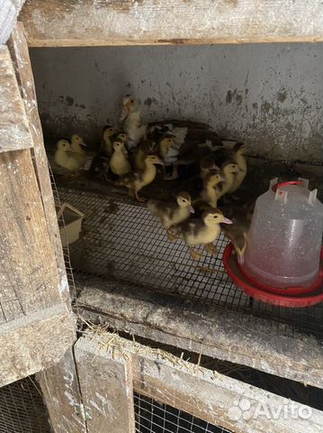 Утка с утятами