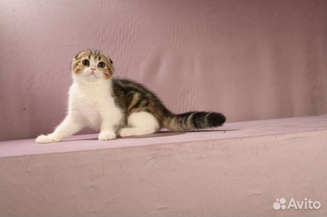 Шотландские котята