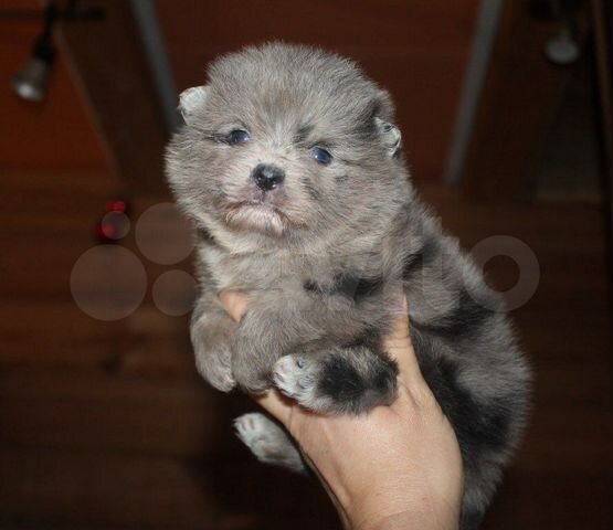 Померанский шпиц голубой Мерль Марвин