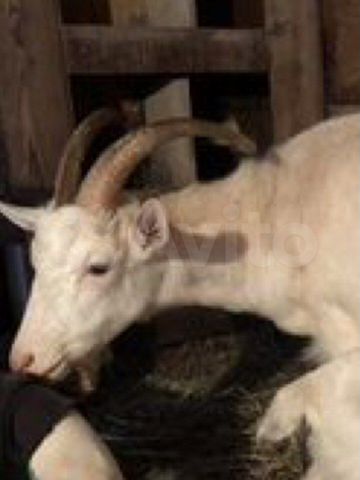 Коза белая русская