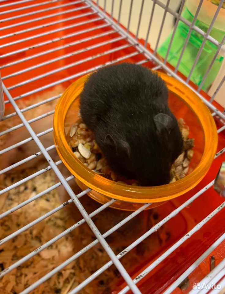 Сирийский хомяк в дар