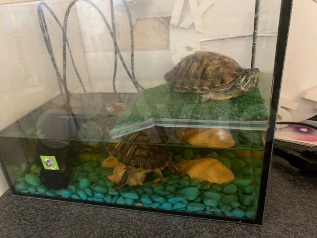 Черепахи красноухие пресноводные