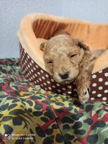 Карликовый пудель