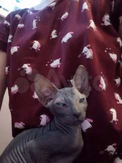 Донской сфинкс