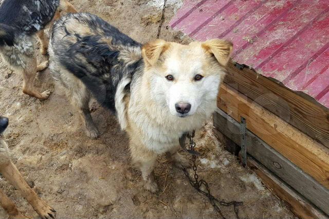 Лайка, помесь с дворником