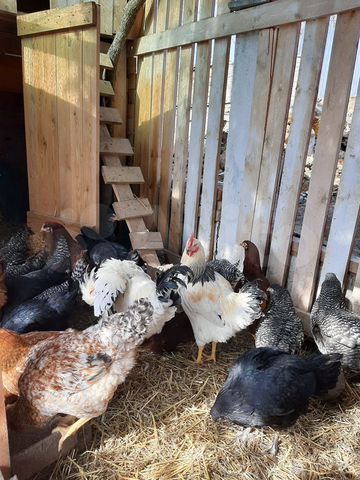 Куры молодки несушки доминант и т.д