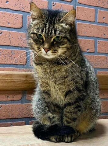 Трогательная Фиона больше года ждет своих родителе