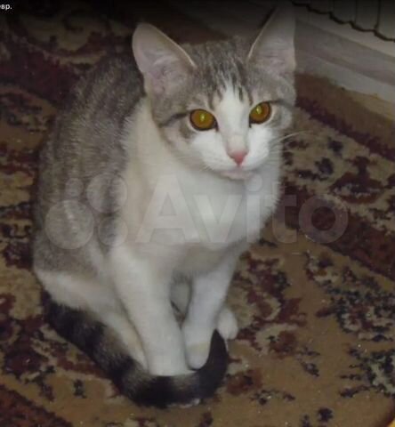 Милая кошечка Белочка ищет дом