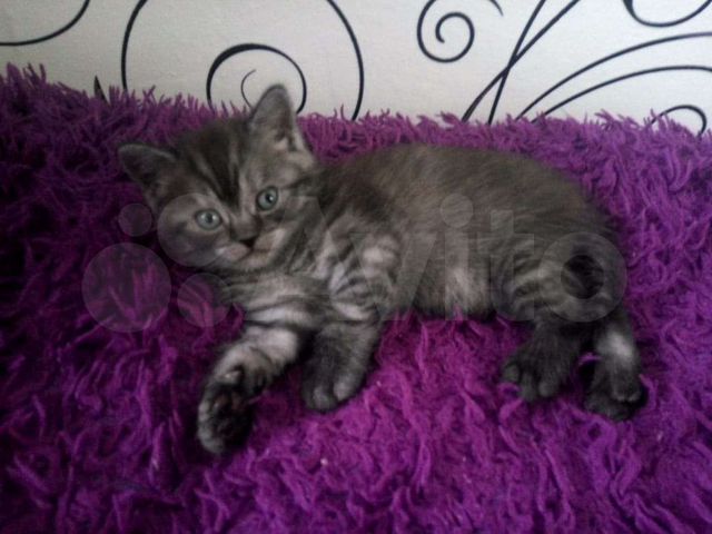 Котята(шотландский скотиш страйк)