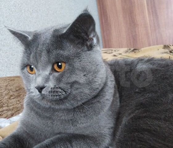 Продаю британского котика