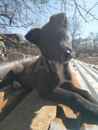 Собака в добрые руки щенок