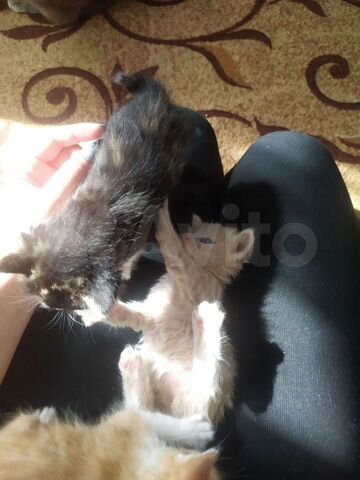 Котята в добрые руки