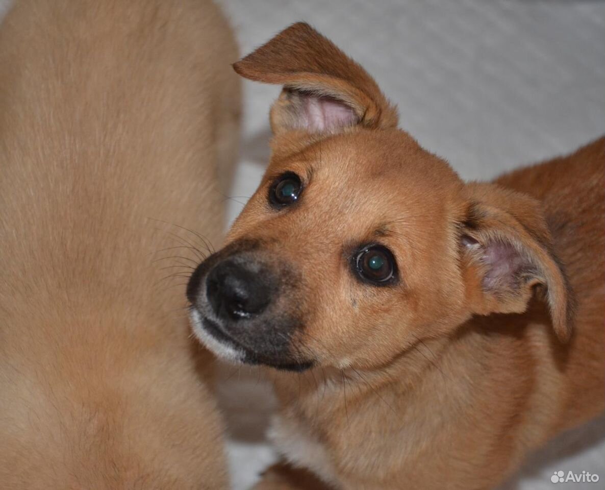 Рыжее чудо в дар