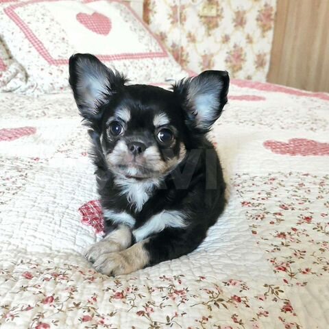 Чих красавчик