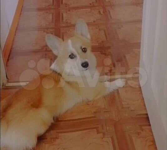 Вельш-корги пемброк