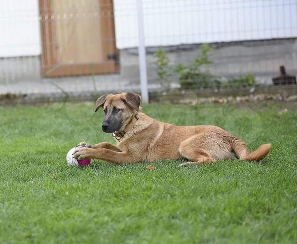Шенок метис Бублик в добрые руки