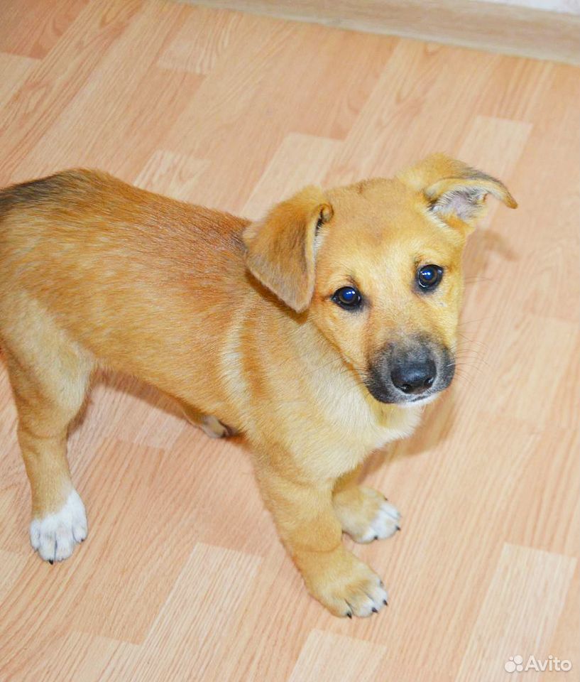 Рыжик в дар