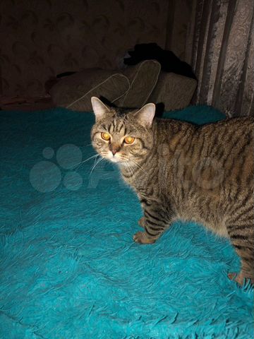 Отдам Котика Марселя в добрые руки