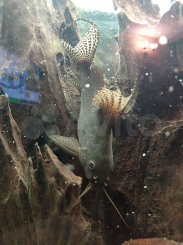 Сомик синодонтис