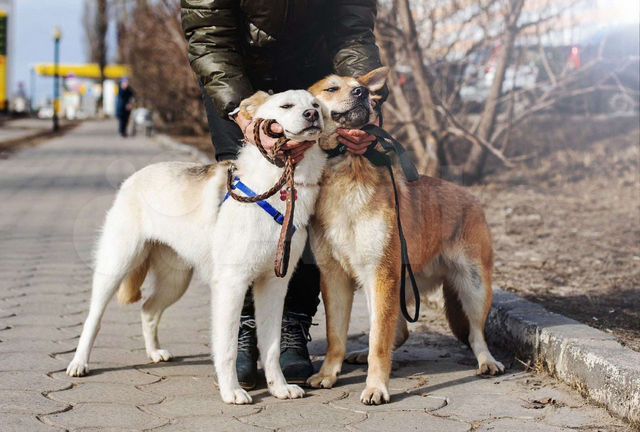 Лавида и Лари