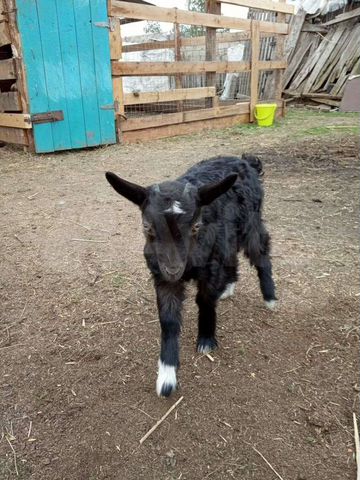 Продаются два козлёнка