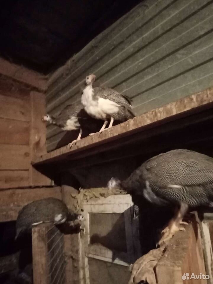 Цисарки Загорские белогрудые