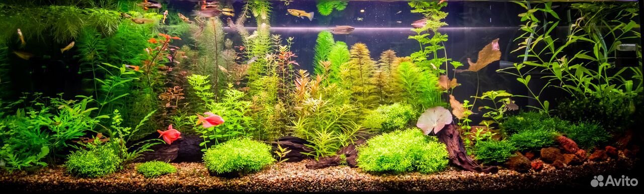 Аквариумные растения