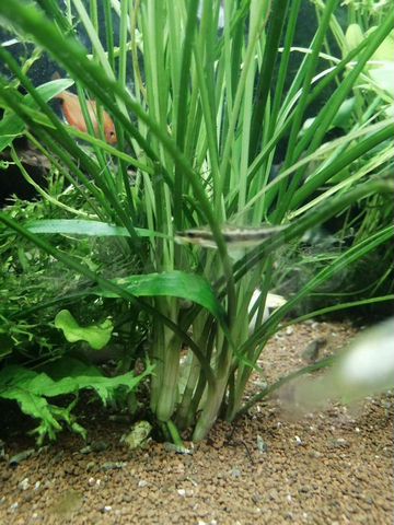 Кринум волнистый