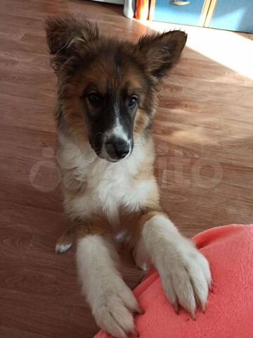 Щенок в добрые руки