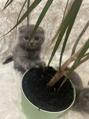 Шотландские котята