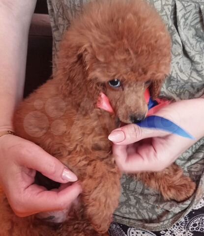 Красный малыш миниатюрного пуделя