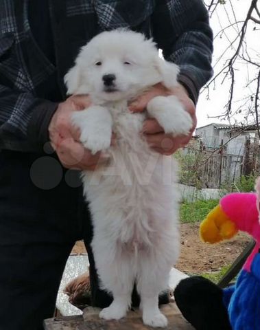 Щенок от малорослой собаки