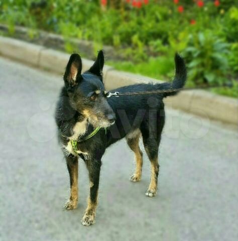 Собака Кира ищет Дом