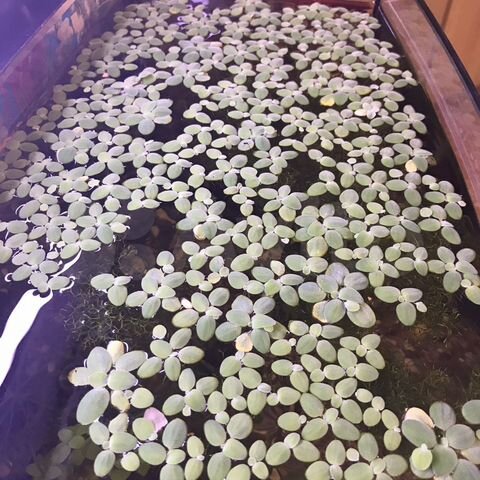 Аквариумное растение. Пистия