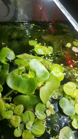 Аквариумные растения