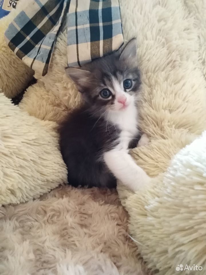 Котенок мальчик 1.5месяца