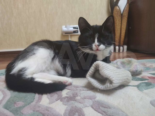 Молодая кошечка Фея, стерилизована