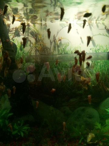 Улитки милания