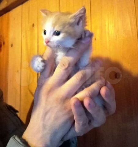 Котенок будущий рыжий кот) котята- мама охотница