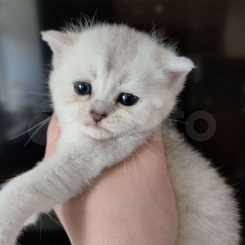 Клубная красотка