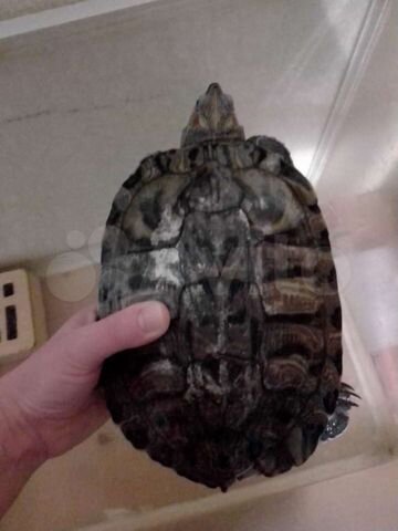 2 красноухие черепахи + террариум