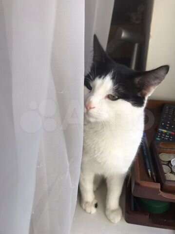 Кот Марсик