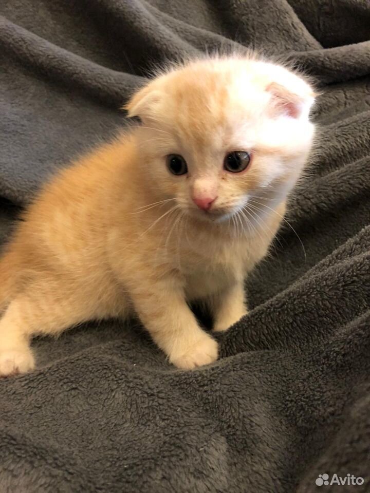 Котенок